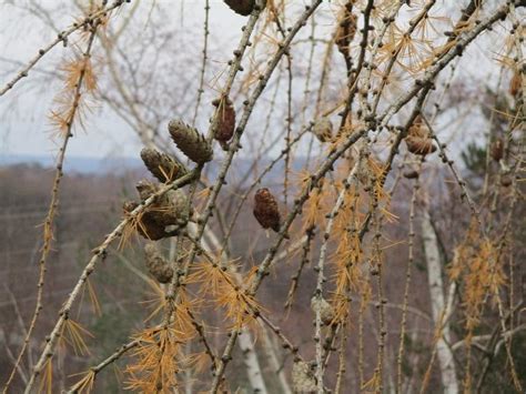 British Trees In Winter