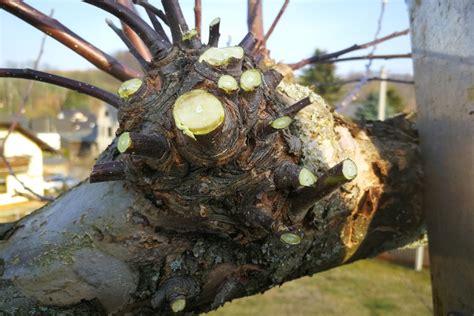 Sollte Man Alle Wassertriebe Am Obstbaum Entfernen Was Zu Tun Ist