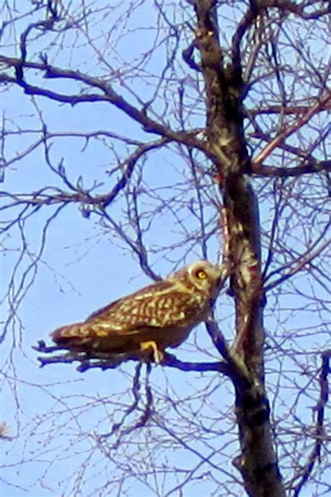 Helst Glad Og På Tur Burugle Fugle Eller En Annen Ugle
