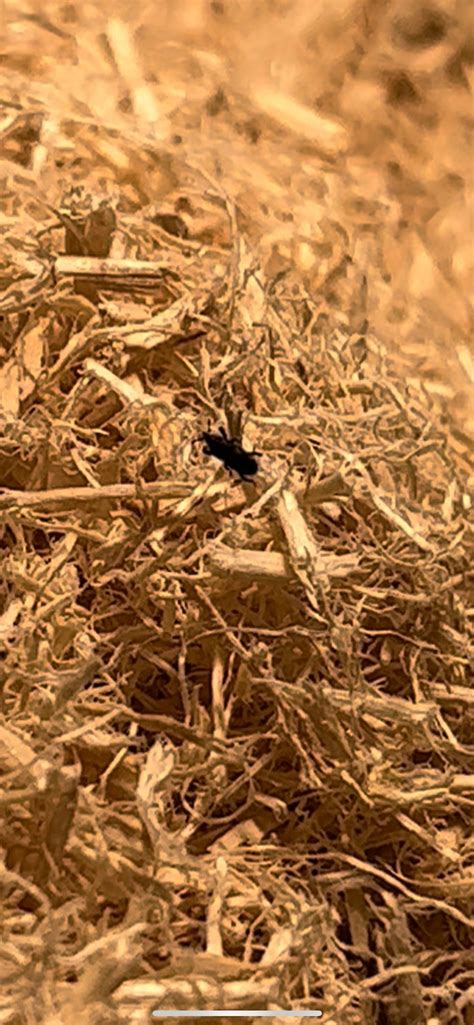 Small Black Bugs In Ball Python Cage Album On Imgur