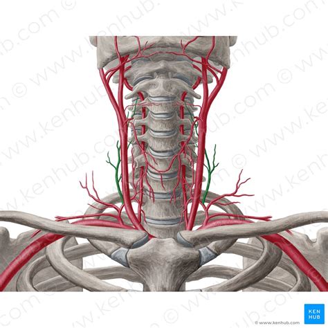 Truncus Thyrocervicalis Anatomie Verlauf Und Äste Kenhub