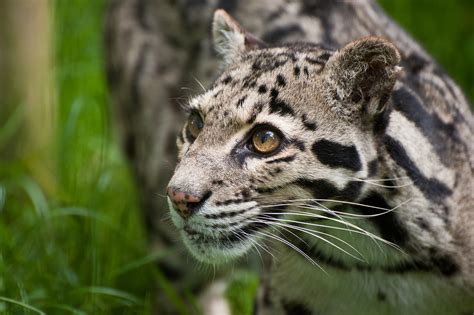 The Clouded Leopard Species