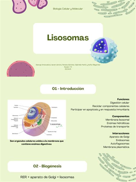 Lisosomas Pdf Lisosoma Biología Celular