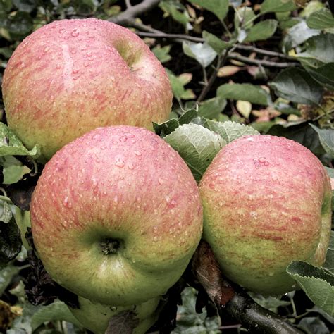 Bramley Apple English Favorite Best Cooking Apple Stores Well Fruits And Shoots Plant Farm Ltd
