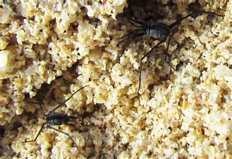 Halobates Sp Hemiptera Gerridae At Castle Beach Kailua Hawaii