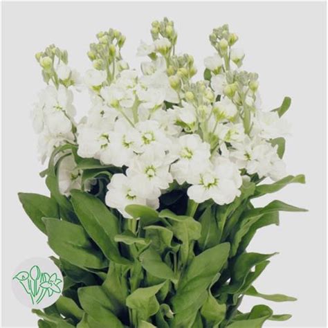 Mathiola White Gardens City