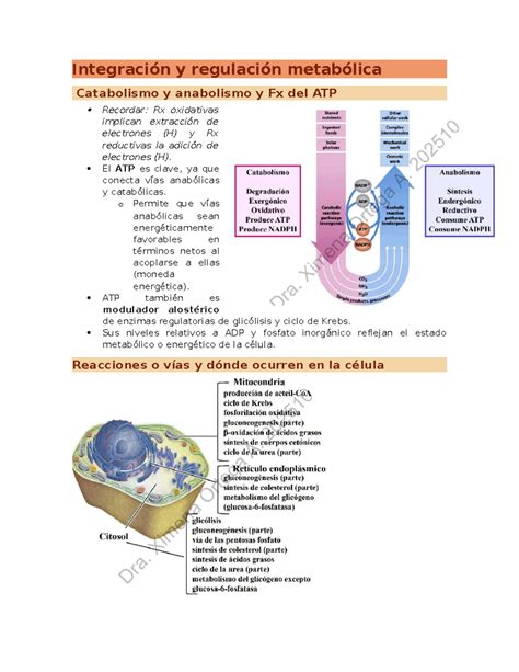 Integración Y Regulación Metabólica Catabolismo Anabolismo Y Atp