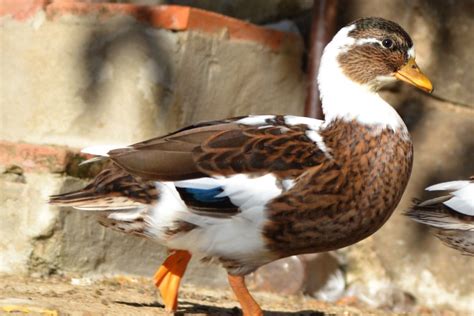 Patos