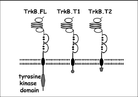 Schematic Diagram Of Full Length Trkb Fl And Truncated Trkb T1 And