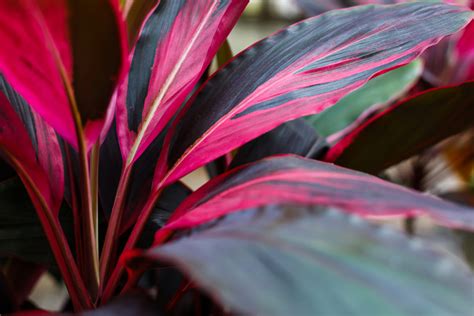 The Ultimate Plant Care Guide For The Cordyline Fruticosa Ti Plant