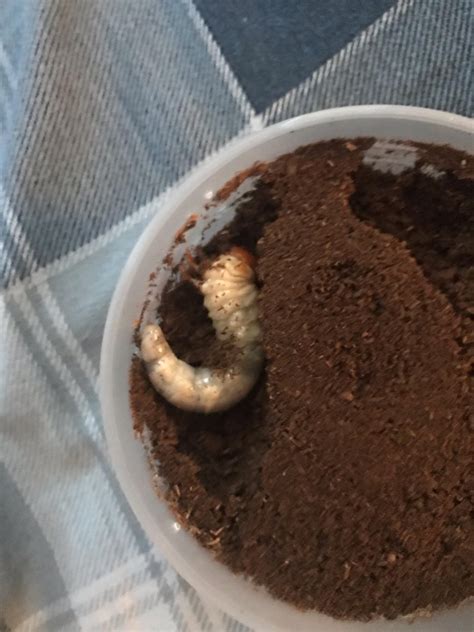 How Long Until My L3 Red Rainbow Stag Larvae Pupates R Beetles