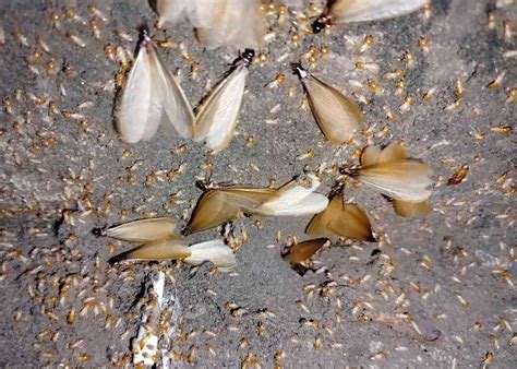 9 Early Warning Signs Of Termites In Your Home And What To Do