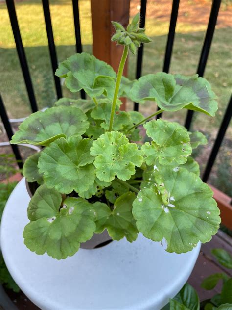 Geranium Deep Rose Seeds Pinto Premium Series 5 Flower Blooms High