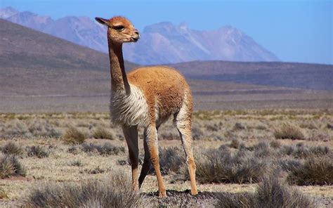 Que Es La VicuÑa Alimentación Características Y Habitat Desert