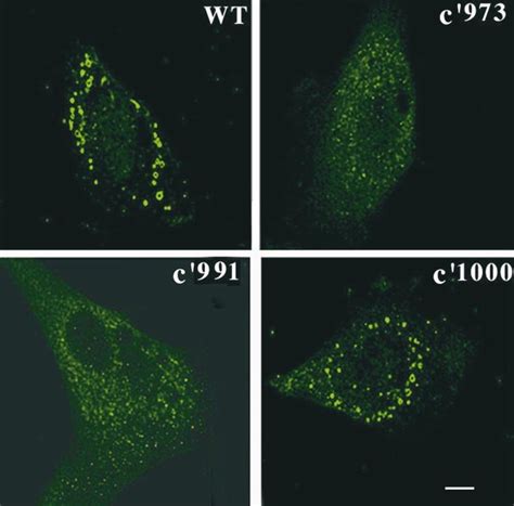 Formation Of Enlarged Rab5 Positive Endosomes Requires An Intact