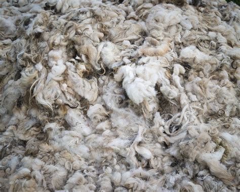 Shorn Sheeps Wool Stock Image F0254138 Science Photo Library