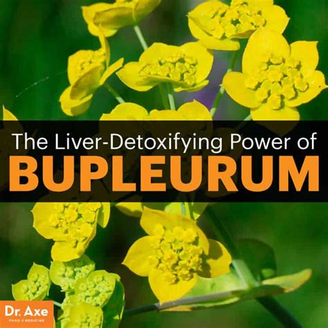 Bupleurum Benefits Boost Liver Health And Fight Cancer Dr Axe