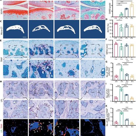 Oxygen From The Subchondral Bone Leads To Cartilage Degeneration Download Scientific Diagram