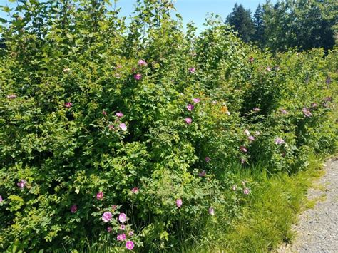 What Is A Hedgerow And Why You Should Plant One Growing With Nature
