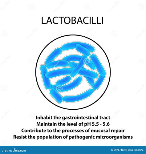 The Structure And Function Of The Escherichia Coli Infographics