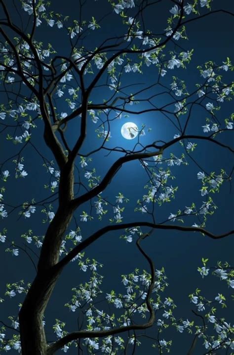 Dancing Wombat On Tumblr