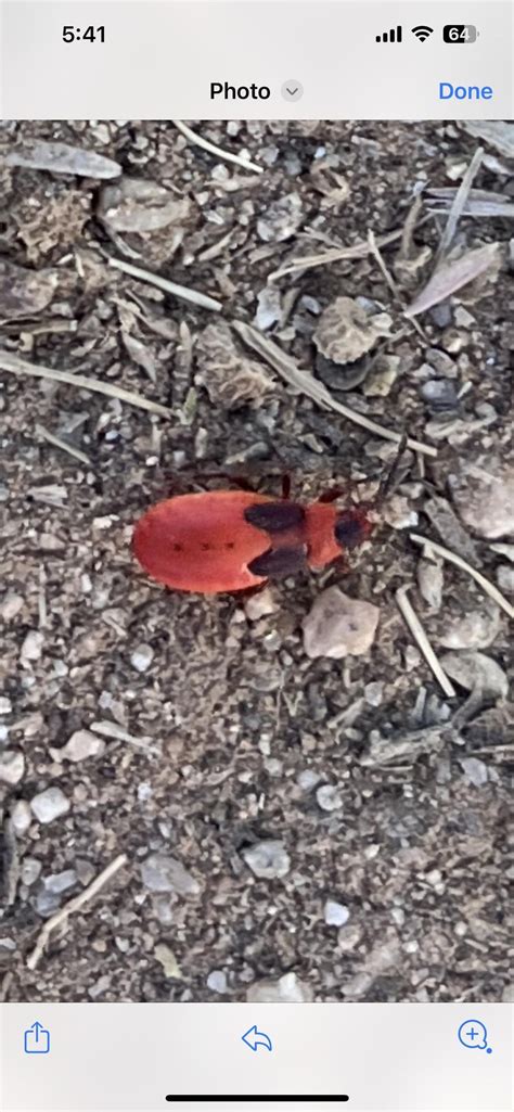 What Bug Is This Near Phoenix Arizona R Whatbugisthis
