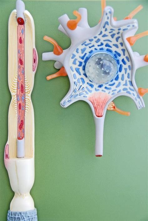Neuron Model Diagram Quizlet