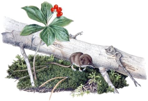 Nancy Halliday Spring 2015 Nature Artists Guild