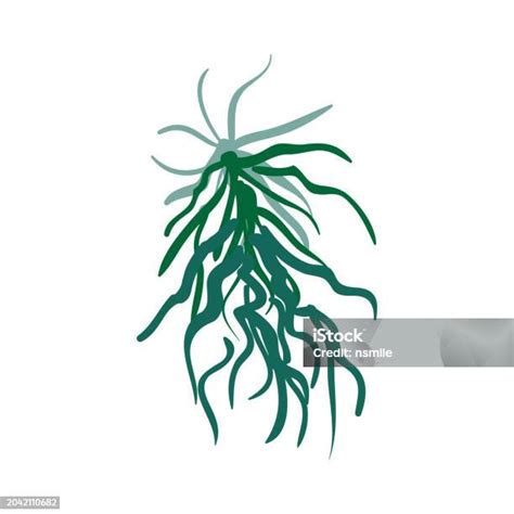 Vector Wrack Seaweed Cartoon Isolated On White Stock Illustration