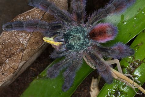 Avicularia Versicolor Tarantula