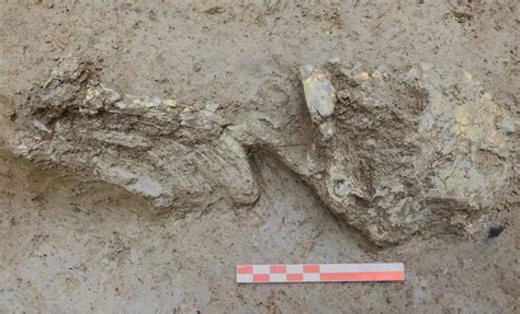 Rare Ancient Dna Found In Copper Age Infants Remains Reveals Unexpected European Ties