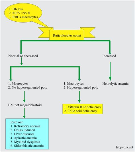 Anemia Classification Diagnosis And Routine Workup
