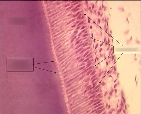 Diagram Of Enamel Ameloblasts Quizlet
