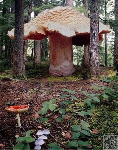 Discover The Worlds Largest Living Organism Giant Honey Mushroom