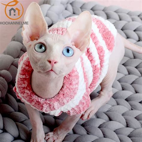 Cute Hairless Cat In Sweater
