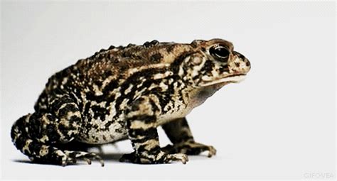 Toad S