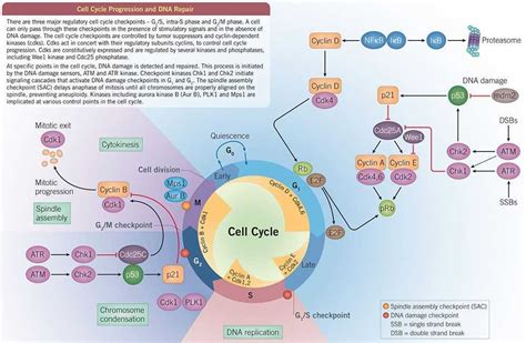 Understanding The Cell Division Cycle A Diagrammatic Exploration