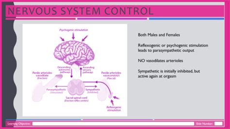 12 Reproductive Hormones And Sexual Arousal Flashcards Quizlet