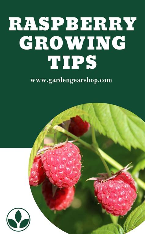 Raspberry Growing Tips Planting Raspberries Growing Raspberries