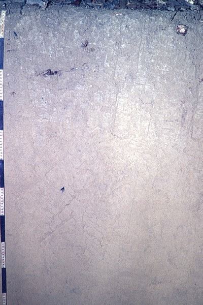 Reference Soil Brazil 13 Ferralsol Isric World Soil Museum