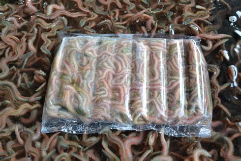 Frozen Worms Topsy Baits