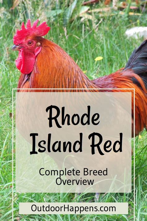 Rhode Island Red Chickens Ultimate Guide