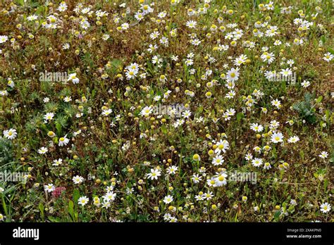 Chios Hundskamille Chios Hundskamille Anthemis Chia Chios Chamomile Chian Chamomile Cut