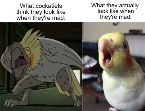 Funny Cockatiels