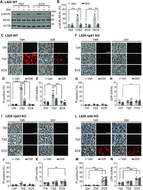 Starvation Induced Mlkl Phosphorylation Does Not Cause Cell Death A