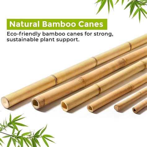 Sturdy Bamboo Plant Support Canes Multiple Sizes From 2ft To 8ft