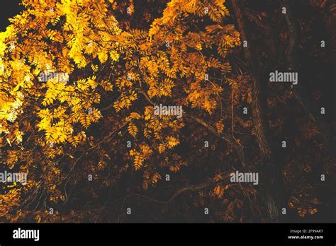 See Dark Trees Hi Res Stock Photography And Images Alamy