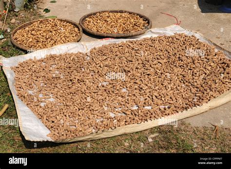 Peanuts Drying In The Sun To Use As Seeds Ban Donchai Tai Lue Ethnic Village Northern Laos Stock