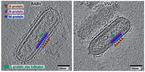 Cryo Electron Tomograms Of Rabies Virus Rabv And Vesicular Stomatitis