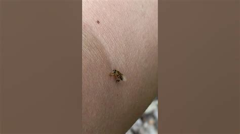 Capturei Abelha Borá Youtube